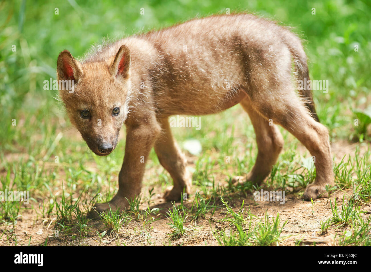European gray wolf (Canis lupus lupus), a wolf cub, Germany, Bavaria ...