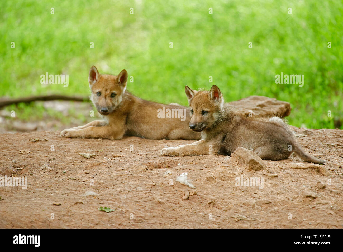 European gray wolf (Canis lupus lupus), two wolf cubs lying together ...