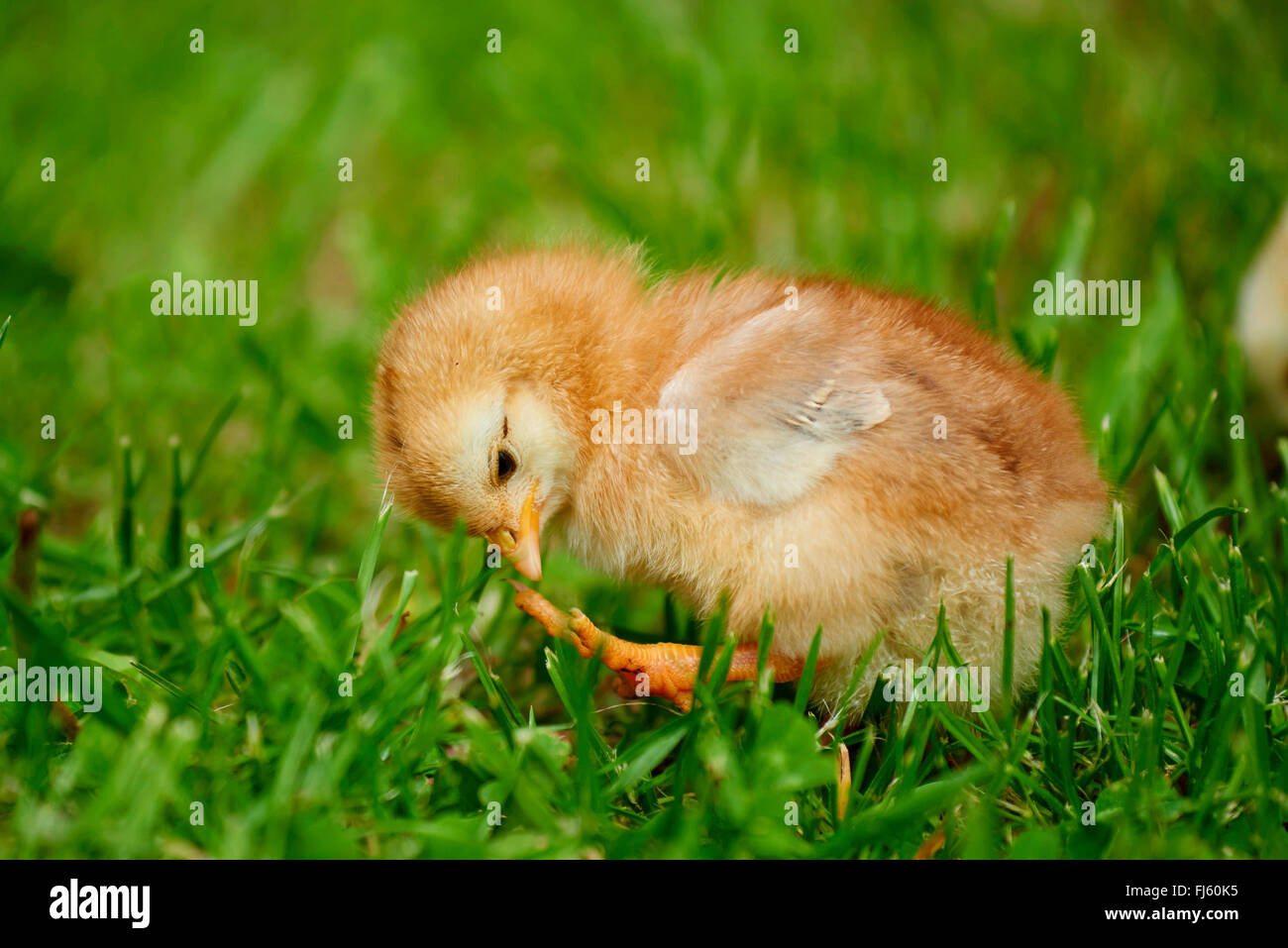 Free like a bird hi-res stock photography and images - Alamy