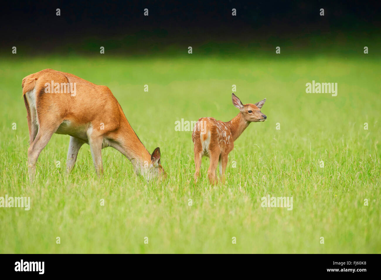 red deer (Cervus elaphus), grazing doe with fawn, Germany, Bavaria ...