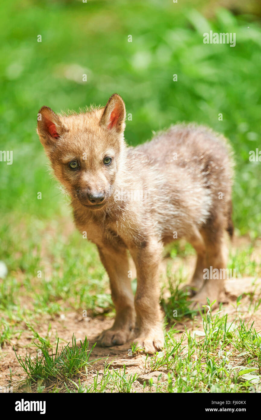 European gray wolf (Canis lupus lupus), a wolf cub, Germany, Bavaria ...