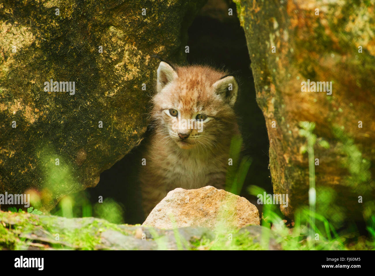 northern lynx (Lynx lynx lynx), pup lokks out of a crevice, Germany ...
