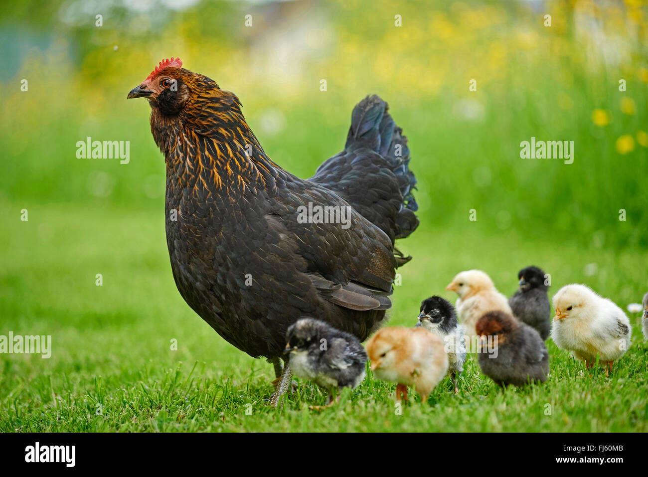 Domestic hen hi-res stock photography and images - Alamy
