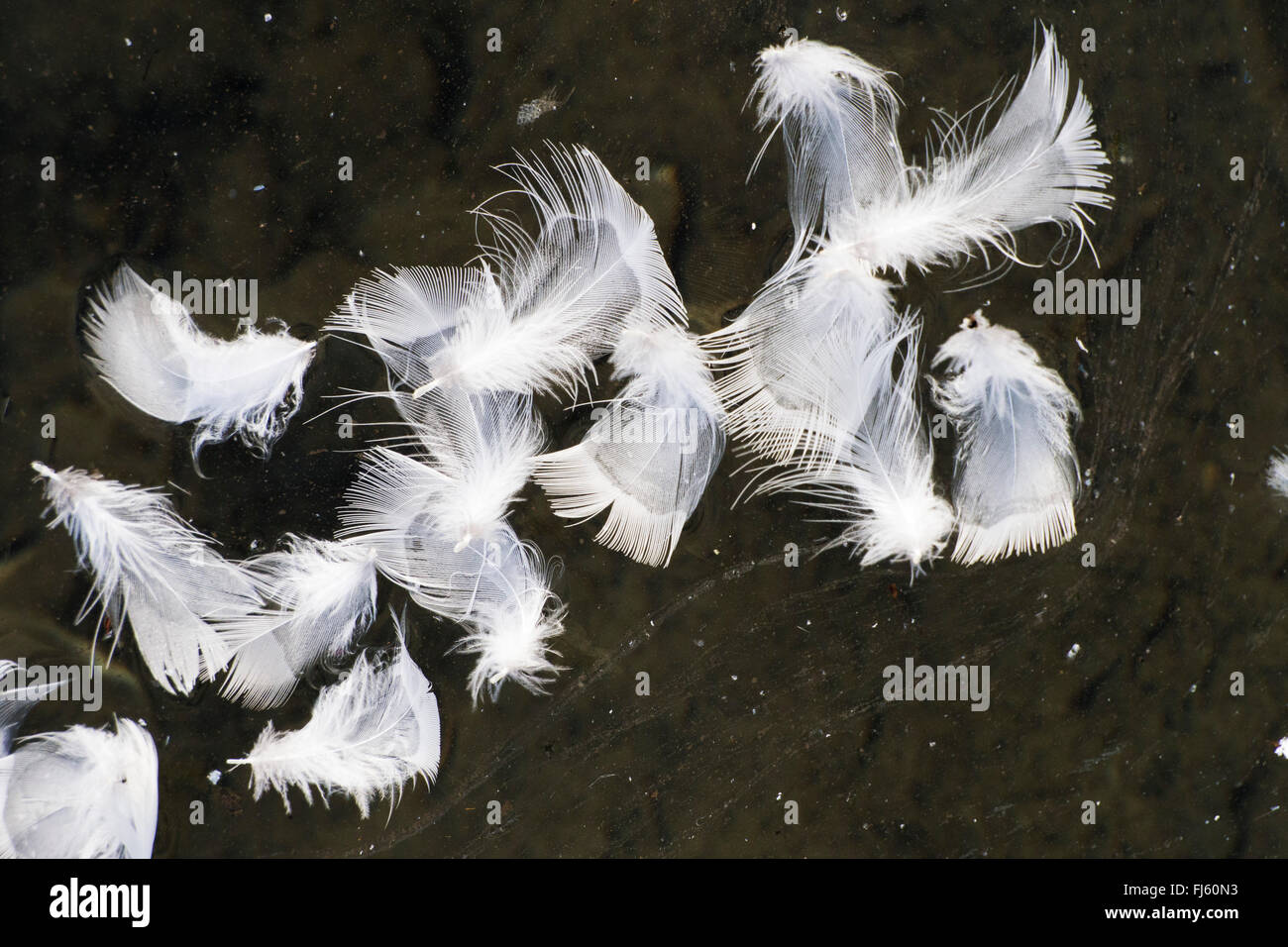 Black Headed Gull feathers floating on the widlfowl lake at Grange over ...