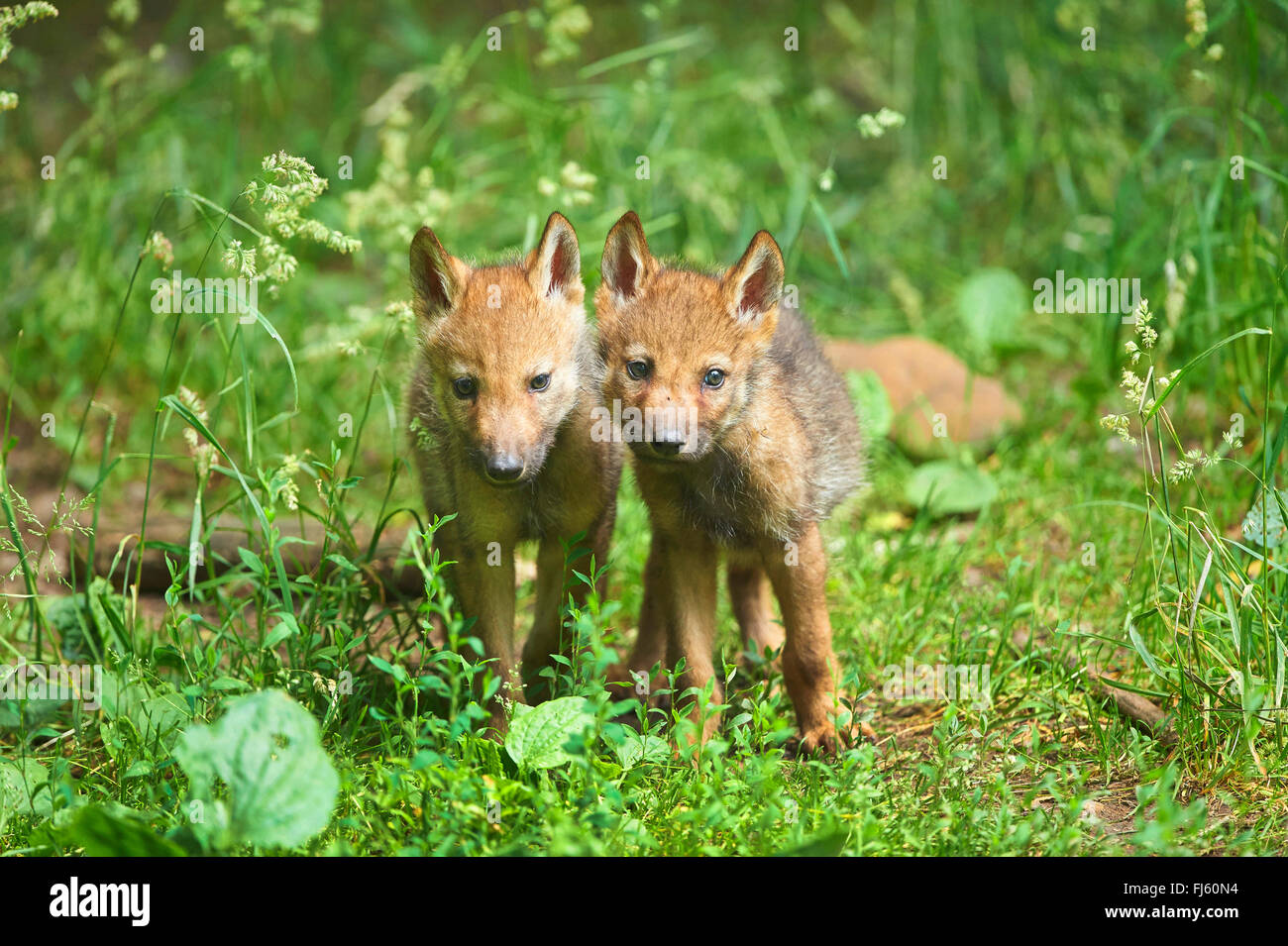 European gray wolf (Canis lupus lupus), two wolf cubs standing together, Germany, Bavaria Stock ...