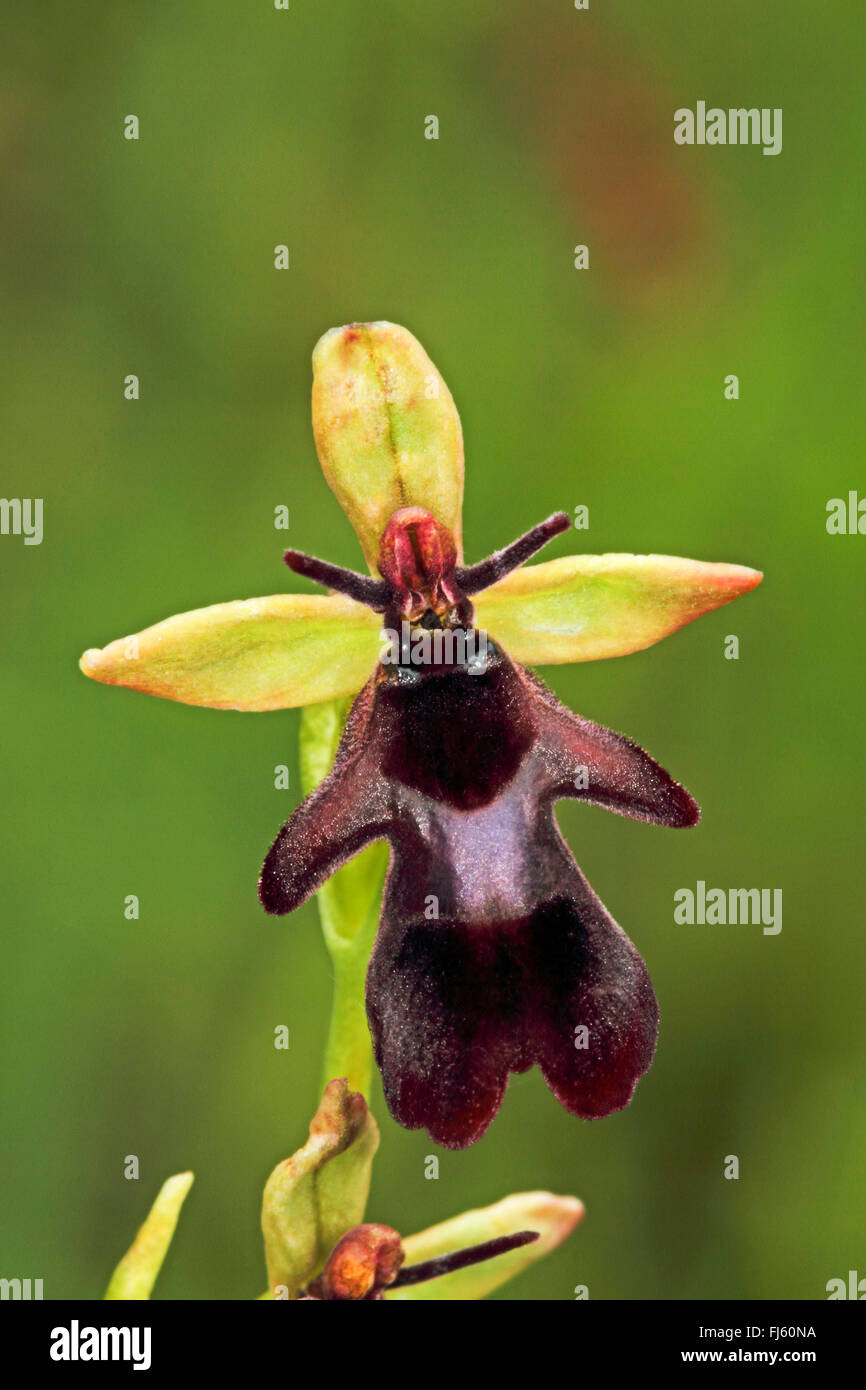 fly orchid (Ophrys insectifera), single flower, Germany Stock Photo - Alamy