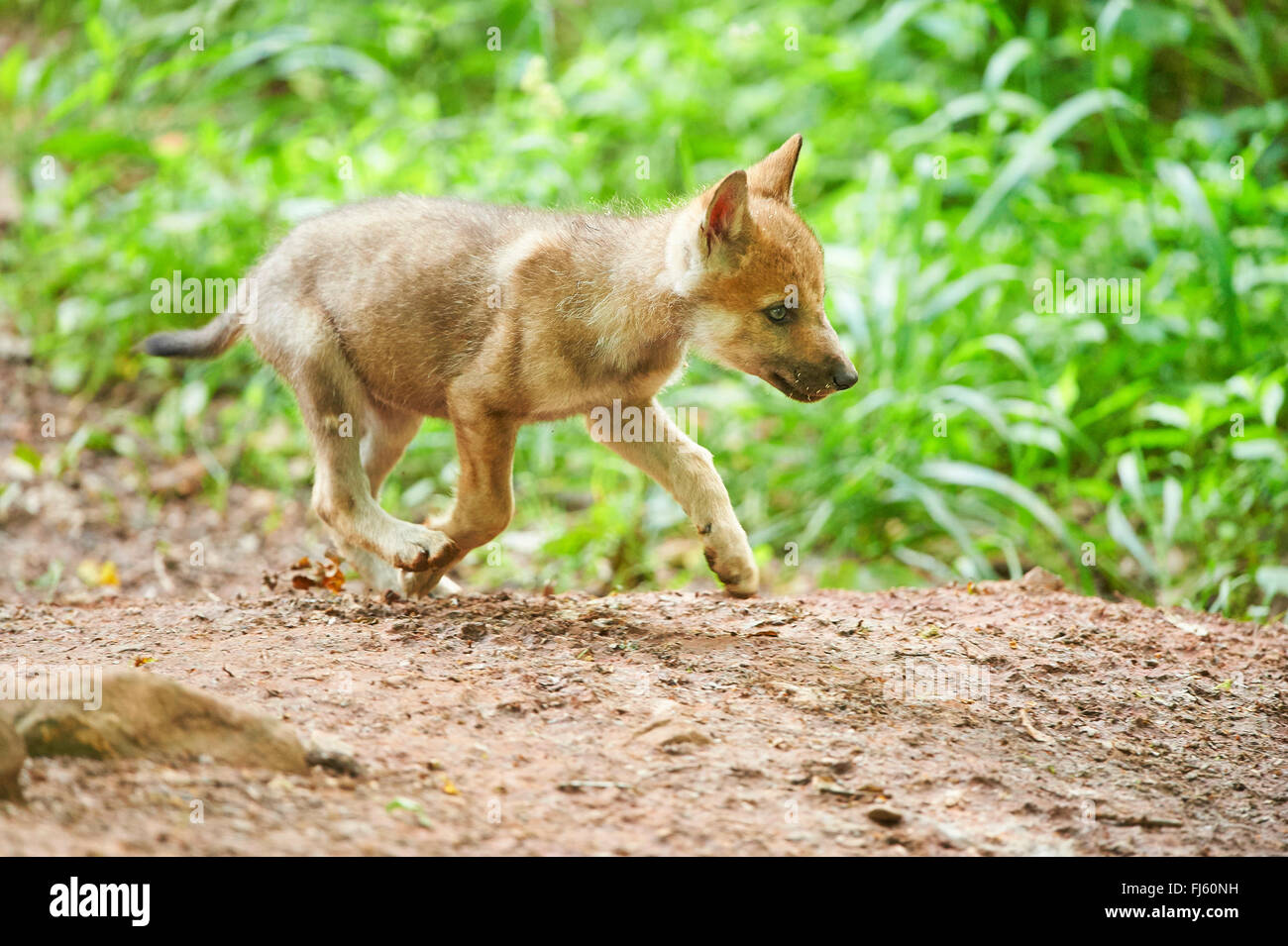 European gray wolf (Canis lupus lupus), a walking wolf cub, Germany ...