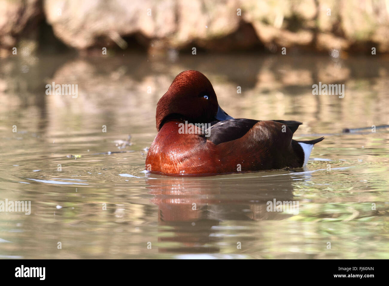 Ferruginous Duck (Aythya nyroca Stock Photo - Alamy