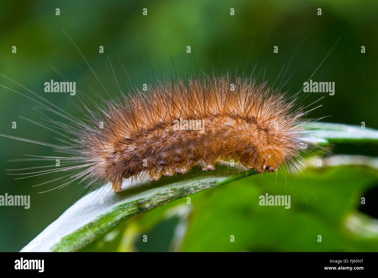 Buff Ermine High Resolution Stock Photography and Images - Alamy