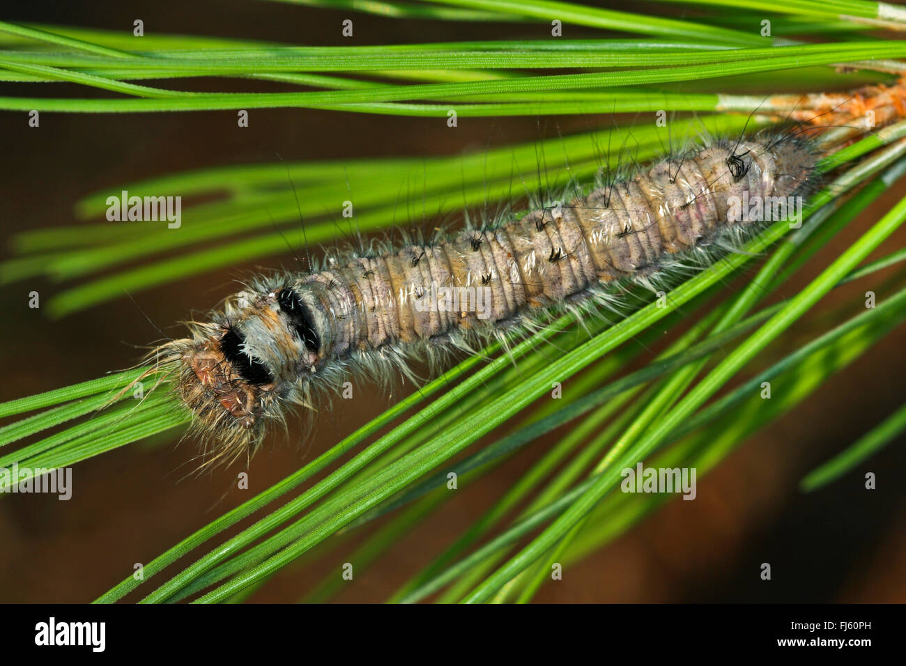 pine lappet, pine-tree lappet, European pine moth (Dendrolimus pini ...