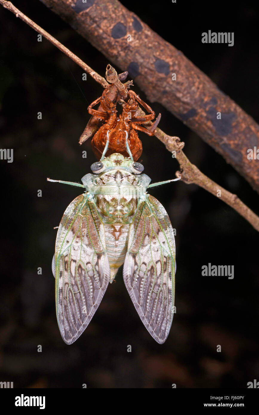 Tropical cicada hi-res stock photography and images - Alamy