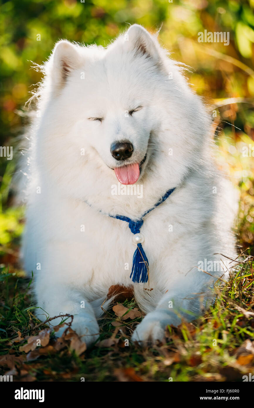Funny Happy White Samoyed Dog Outdoor in Autumn Forest, Park. Smiling ...