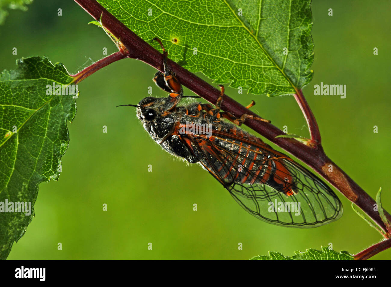 New Forest cicada (Cicadetta montana), at a twig, Germany Stock Photo ...