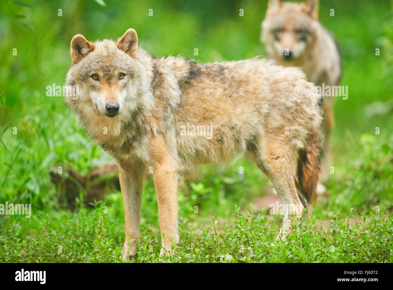 European gray wolf (Canis lupus lupus), two wolves in a meadow, Germany ...