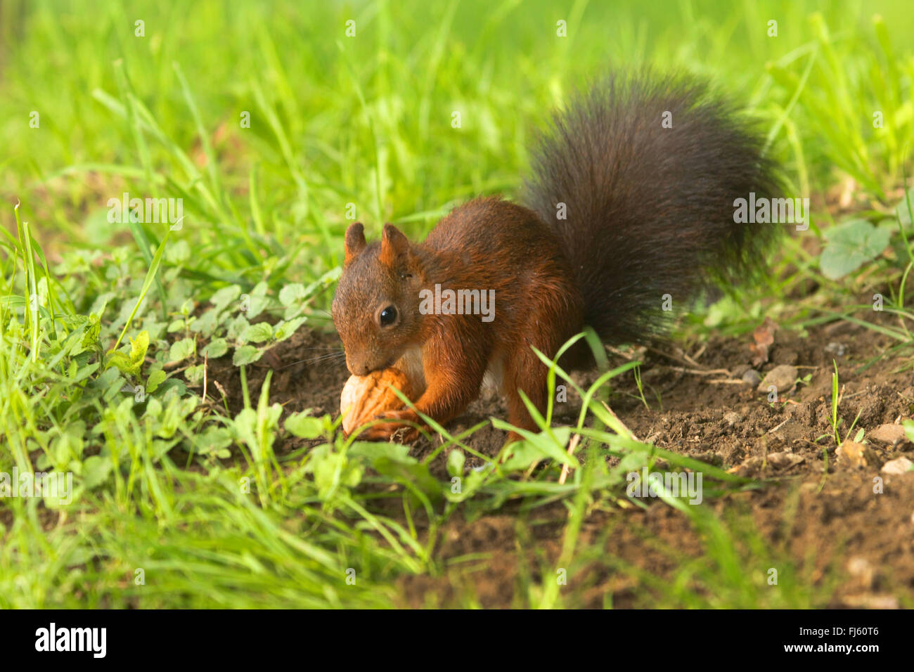 Squirrels collecting nuts hi-res stock photography and images - Alamy