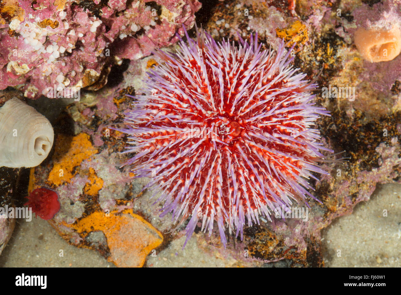 edible sea urchin, common sea urchin (Echinus esculentus), high angle ...