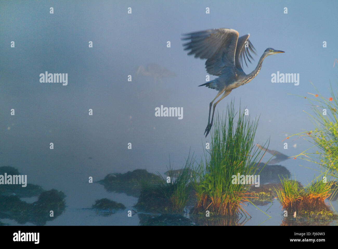 grey heron (Ardea cinerea), taking off a swamp with morning damp ...