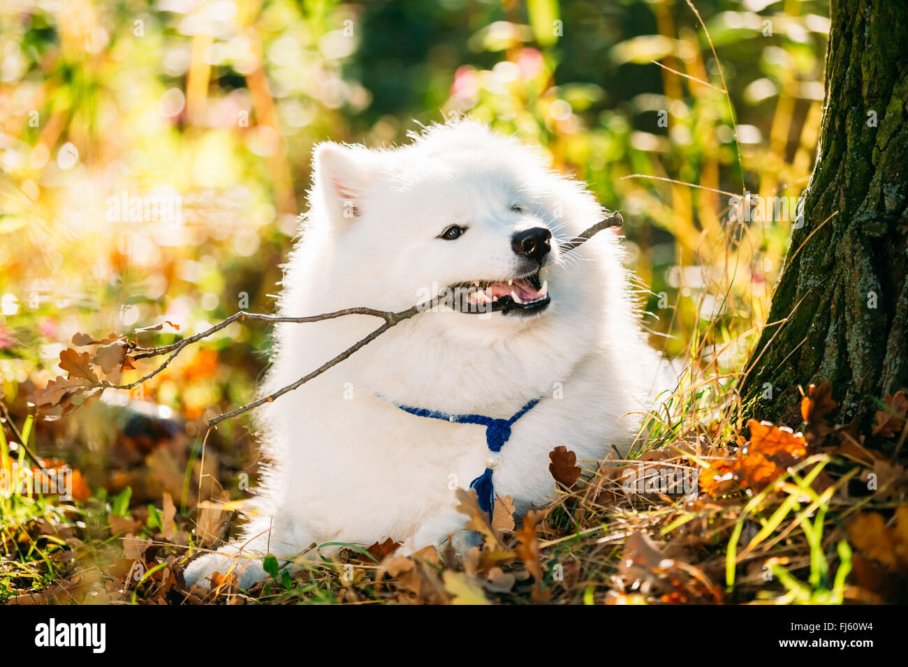 Funny Happy White Samoyed Dog Outdoor in Autumn Forest, Park. Puppy ...