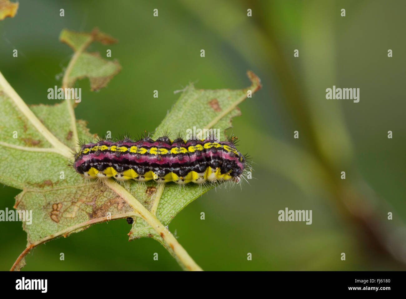 almond-tree leaf skeletonizer moth (Aglaope infausta), caterpillar on a ...