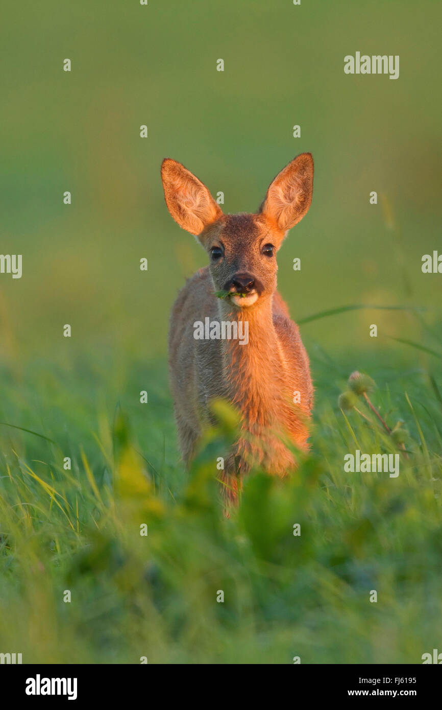 roe deer (Capreolus capreolus), fawn in a damp meadow at sunrise ...