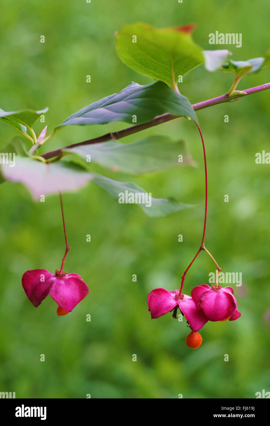 European spindle-tree (Euonymus europaea, Euonymus europaeus), fruiting ...