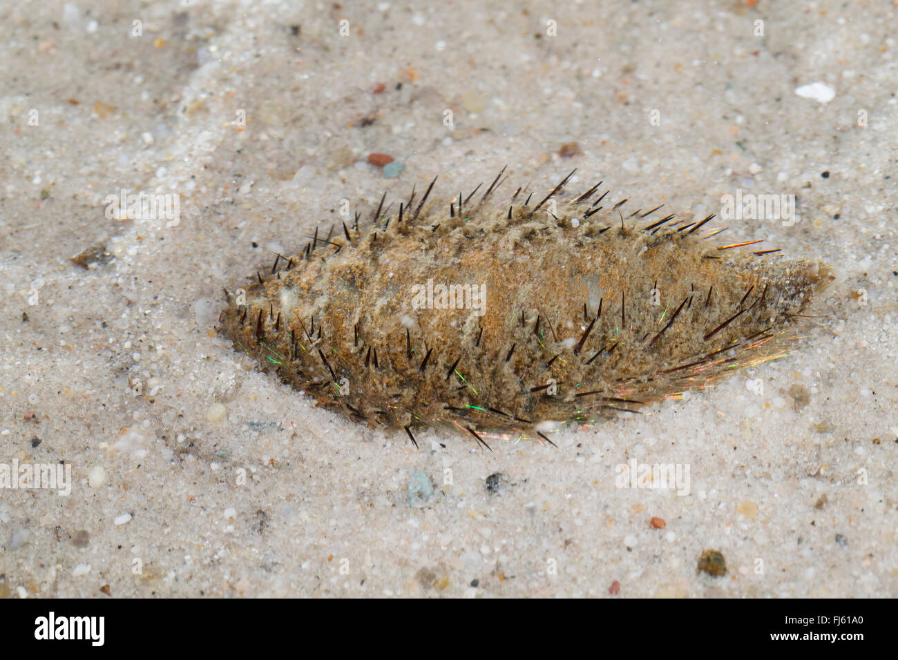 European sea mouse (Aphrodita aculeata), two sea mouse on the ground ...
