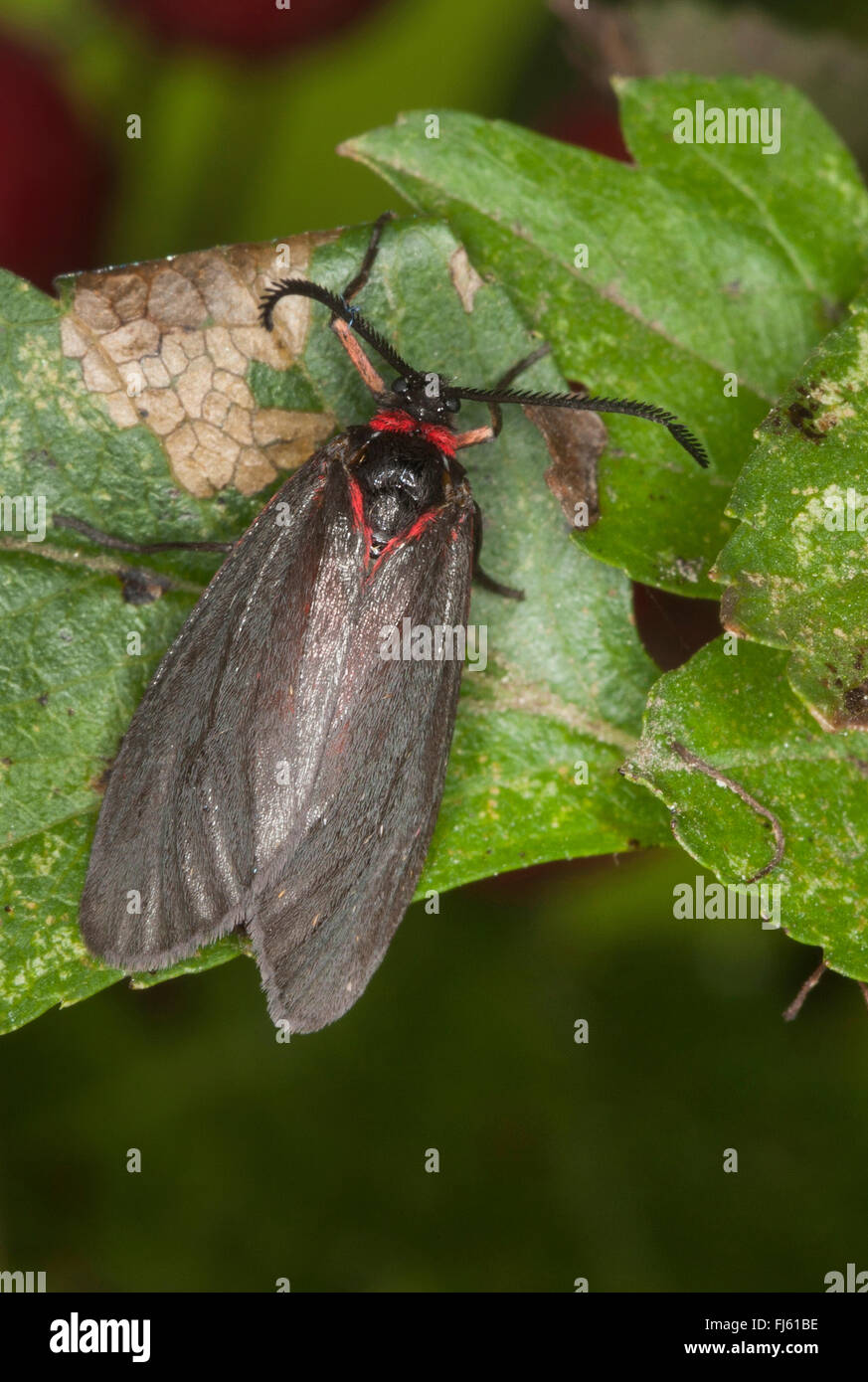 almond-tree leaf skeletonizer moth (Aglaope infausta), Germany Stock ...