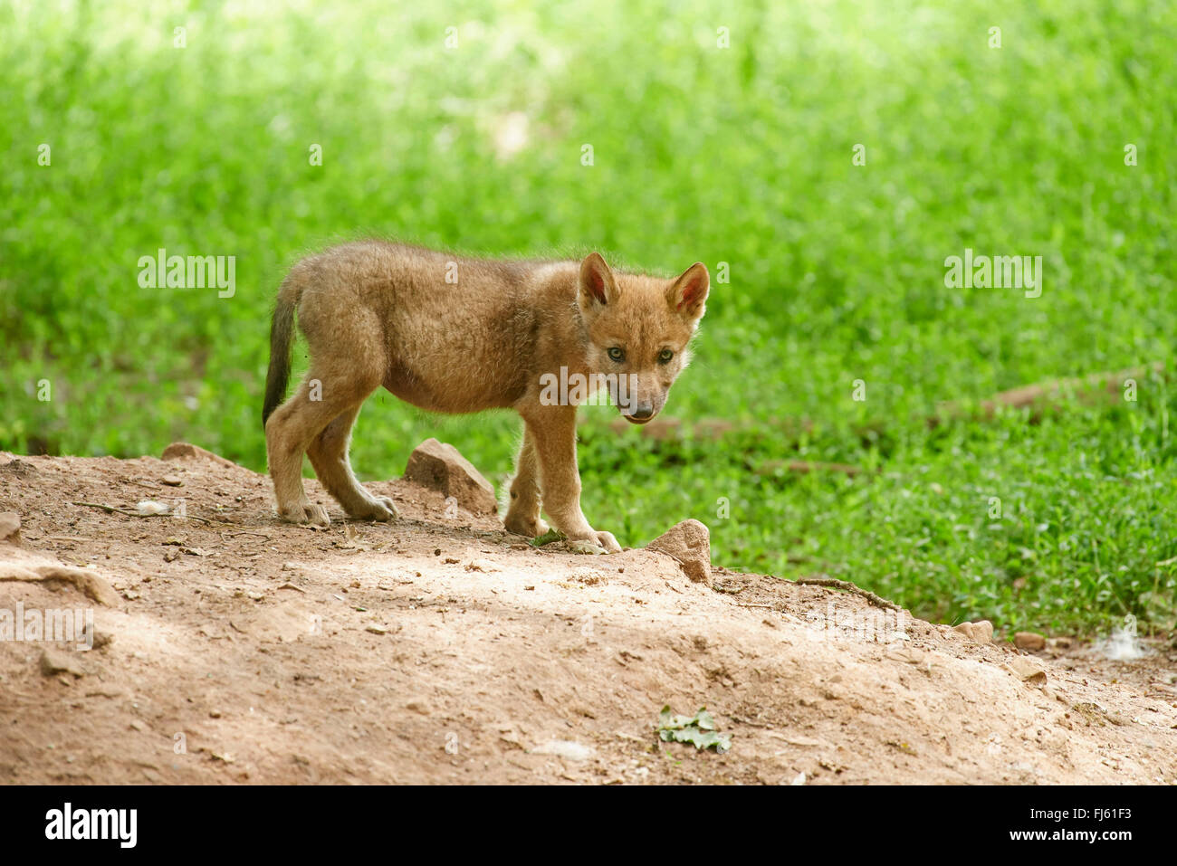 European gray wolf (Canis lupus lupus), a wolf cub, Germany, Bavaria ...