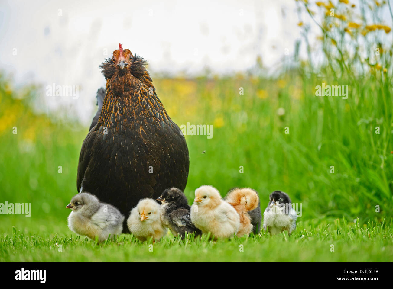 domestic fowl (Gallus gallus f. domestica), domestic hen with chicks in ...
