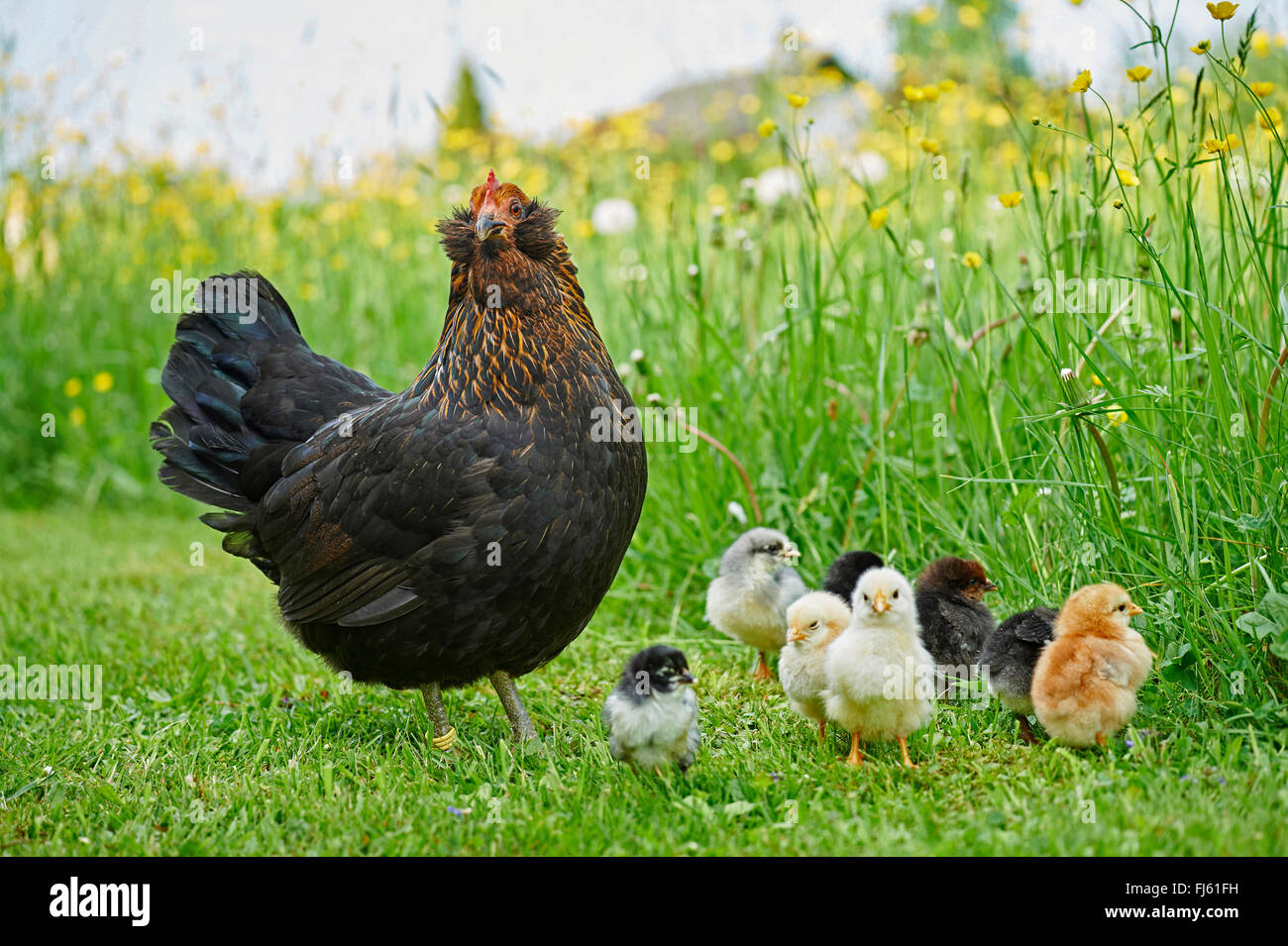 domestic fowl (Gallus gallus f. domestica), domestic hen with chicks in ...