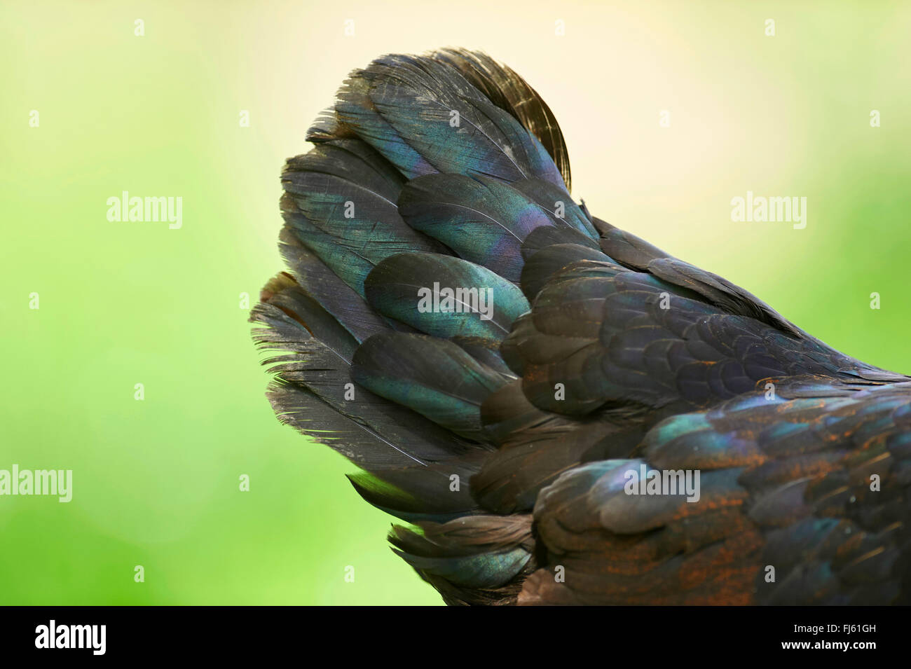Tail hens hi-res stock photography and images - Alamy