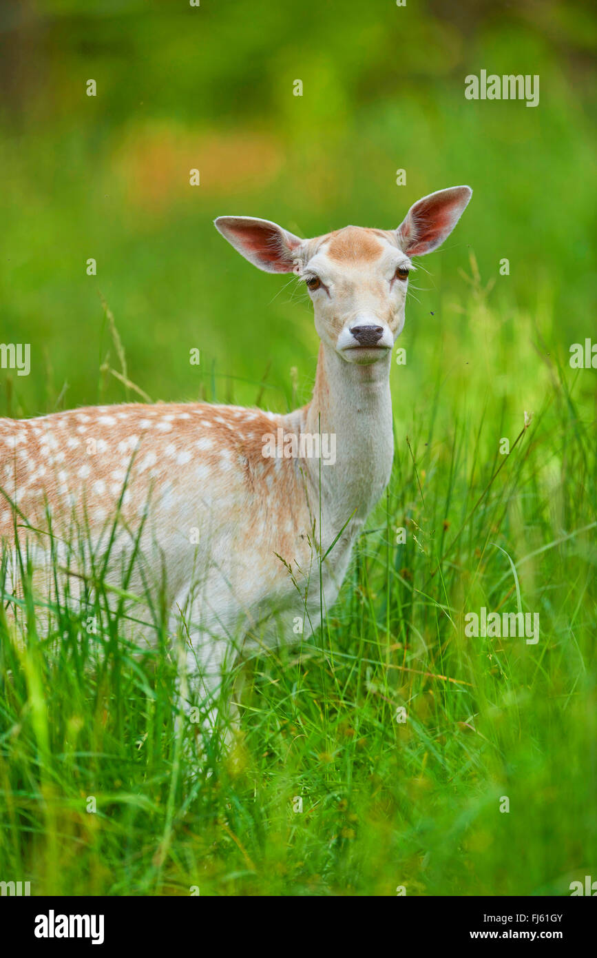 fallow deer (Dama dama, Cervus dama), doe in summer coat standing on ...