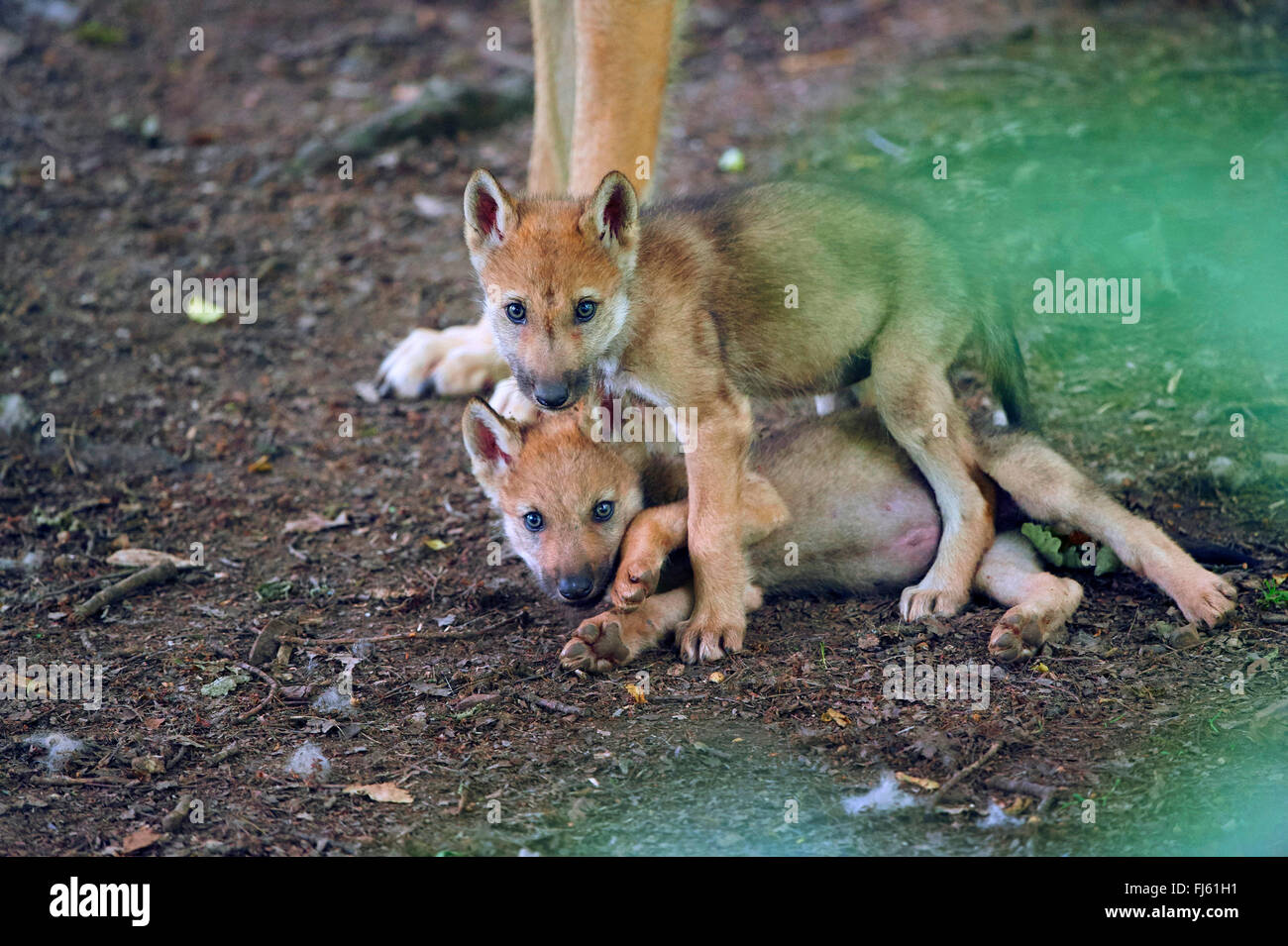 European gray wolf (Canis lupus lupus), two romping wolf cubs, Germany, Bavaria Stock Photo - Alamy