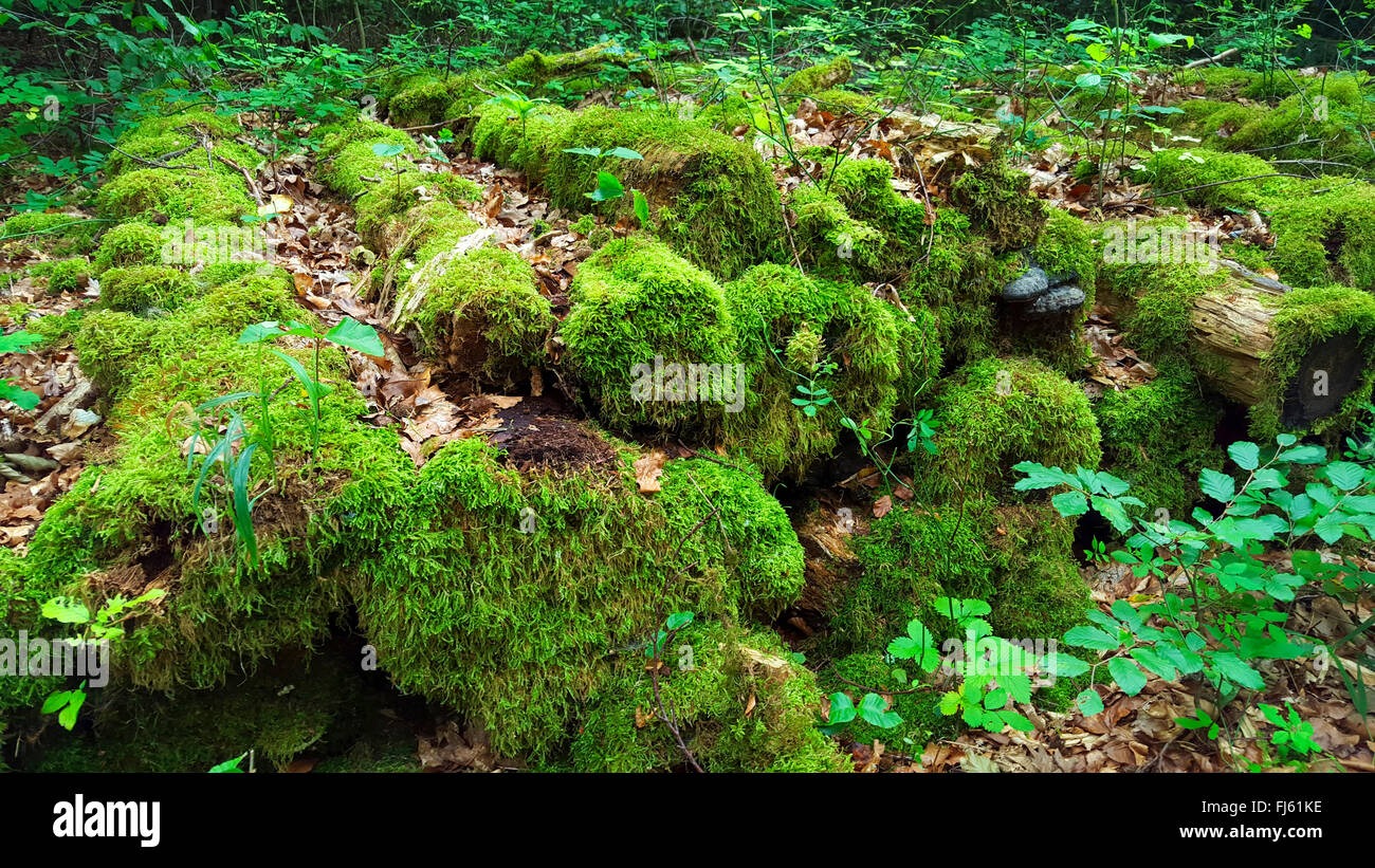 Moss cycle hi-res stock photography and images - Alamy