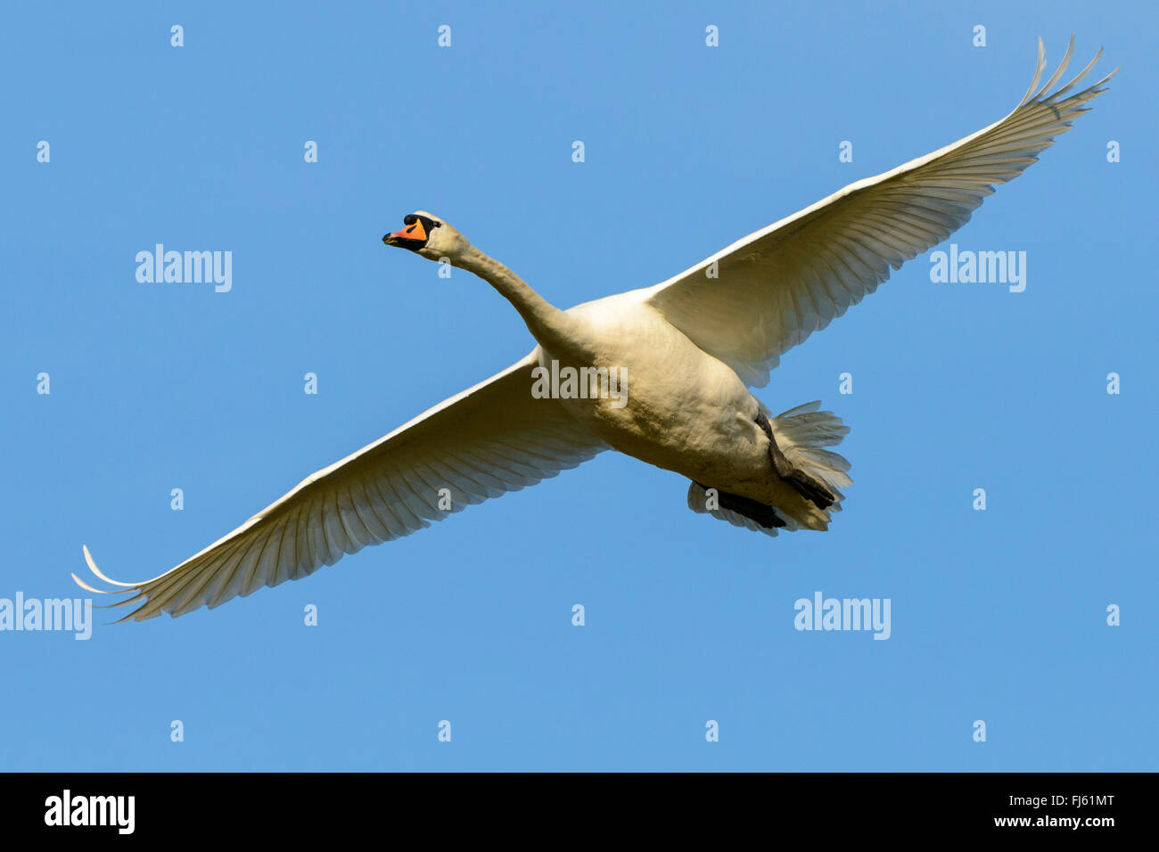 White swans in flight hi-res stock photography and images - Alamy