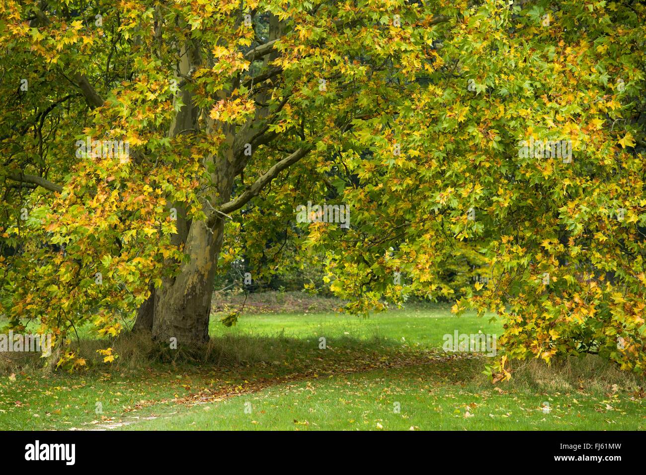 European plane, maple-leaved plane, London plane, London planetree ...