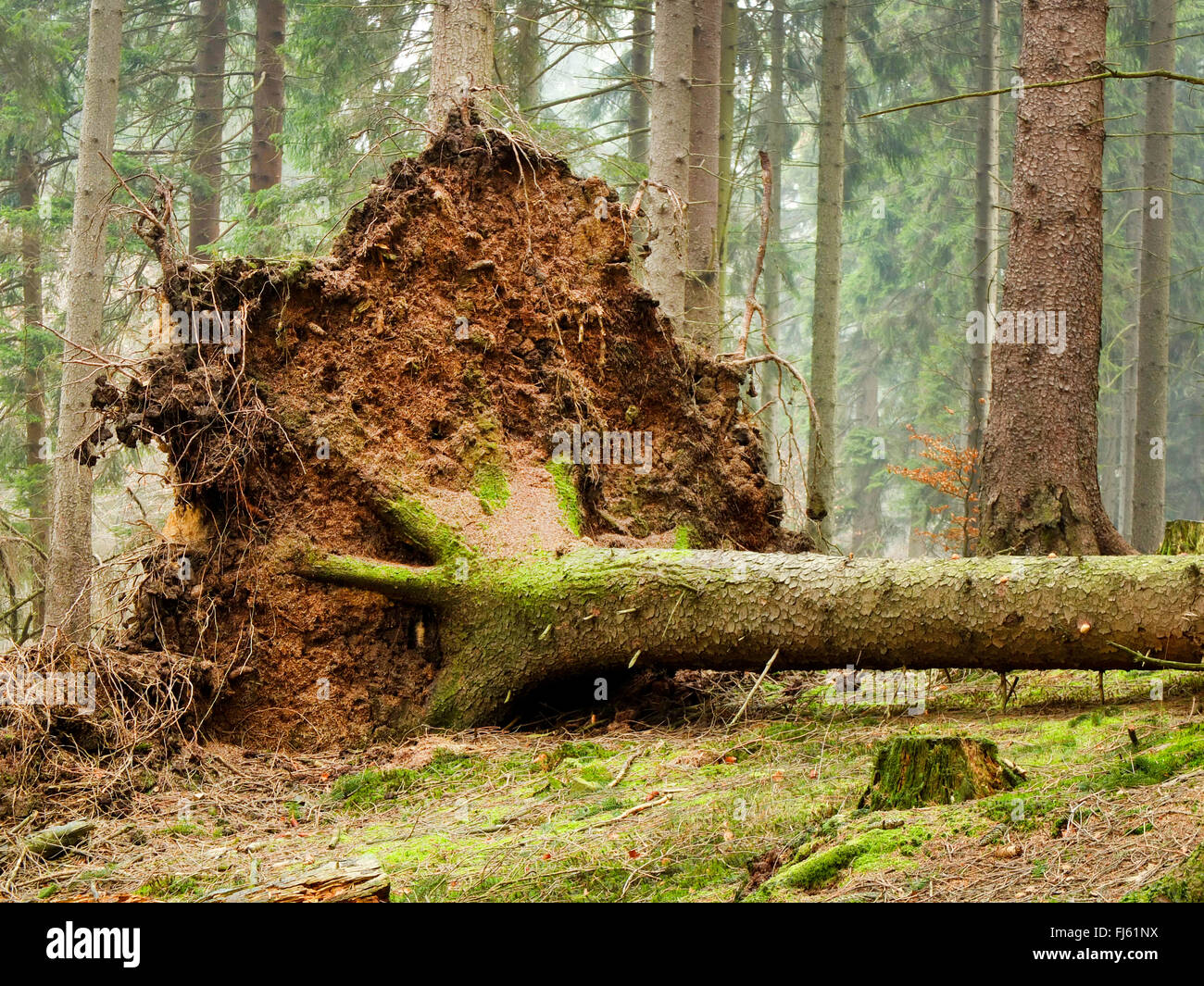 natural forest at the Arnsberger Wald, Germany, North Rhine-Westphalia ...