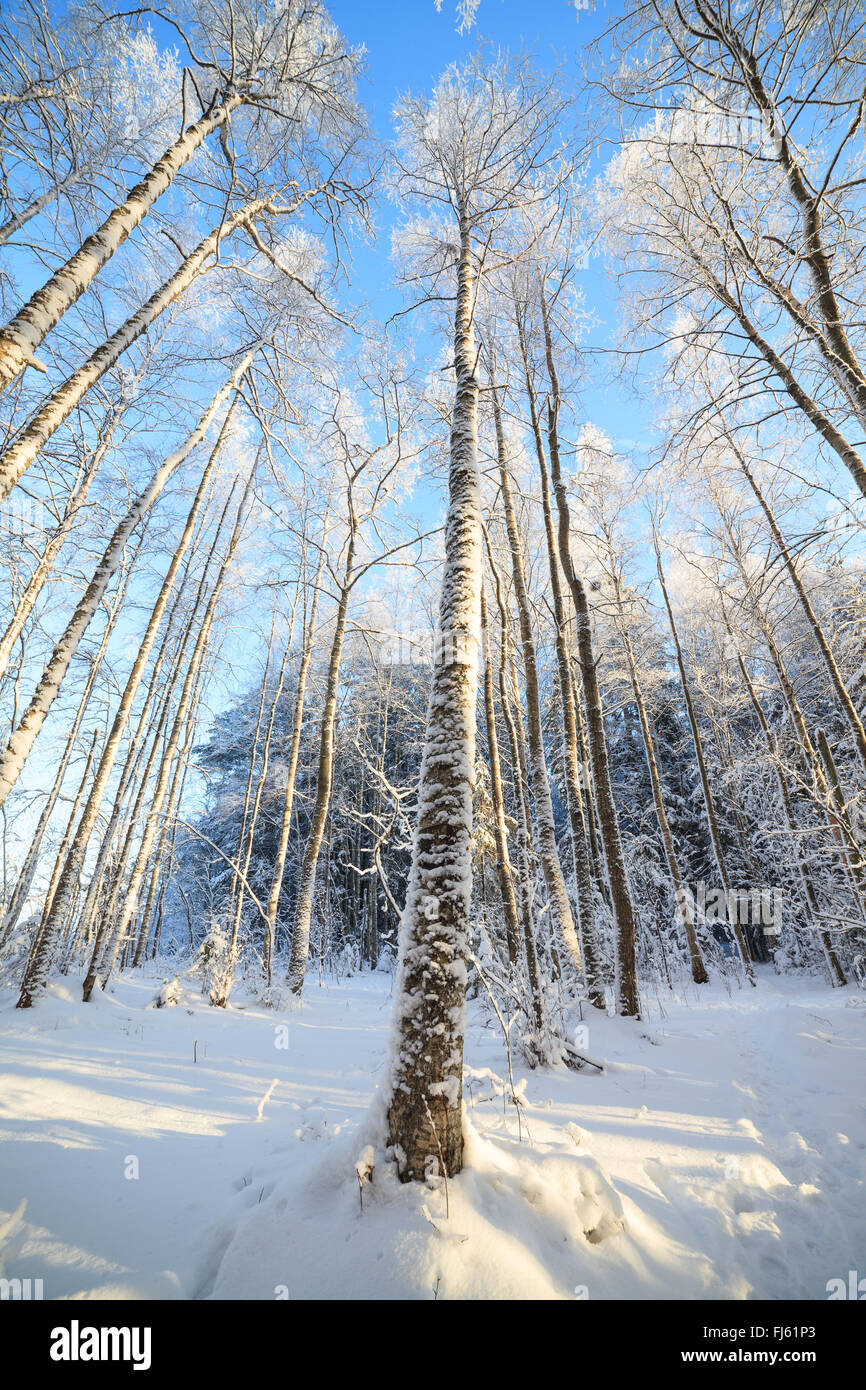 Snow covered tree perspective view looking up Stock Photo - Alamy