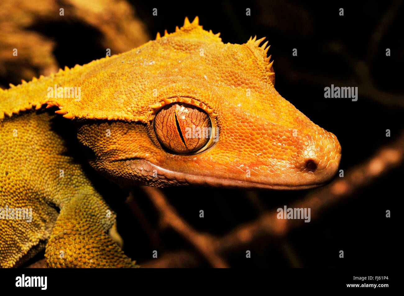 Giant Crested Gecko