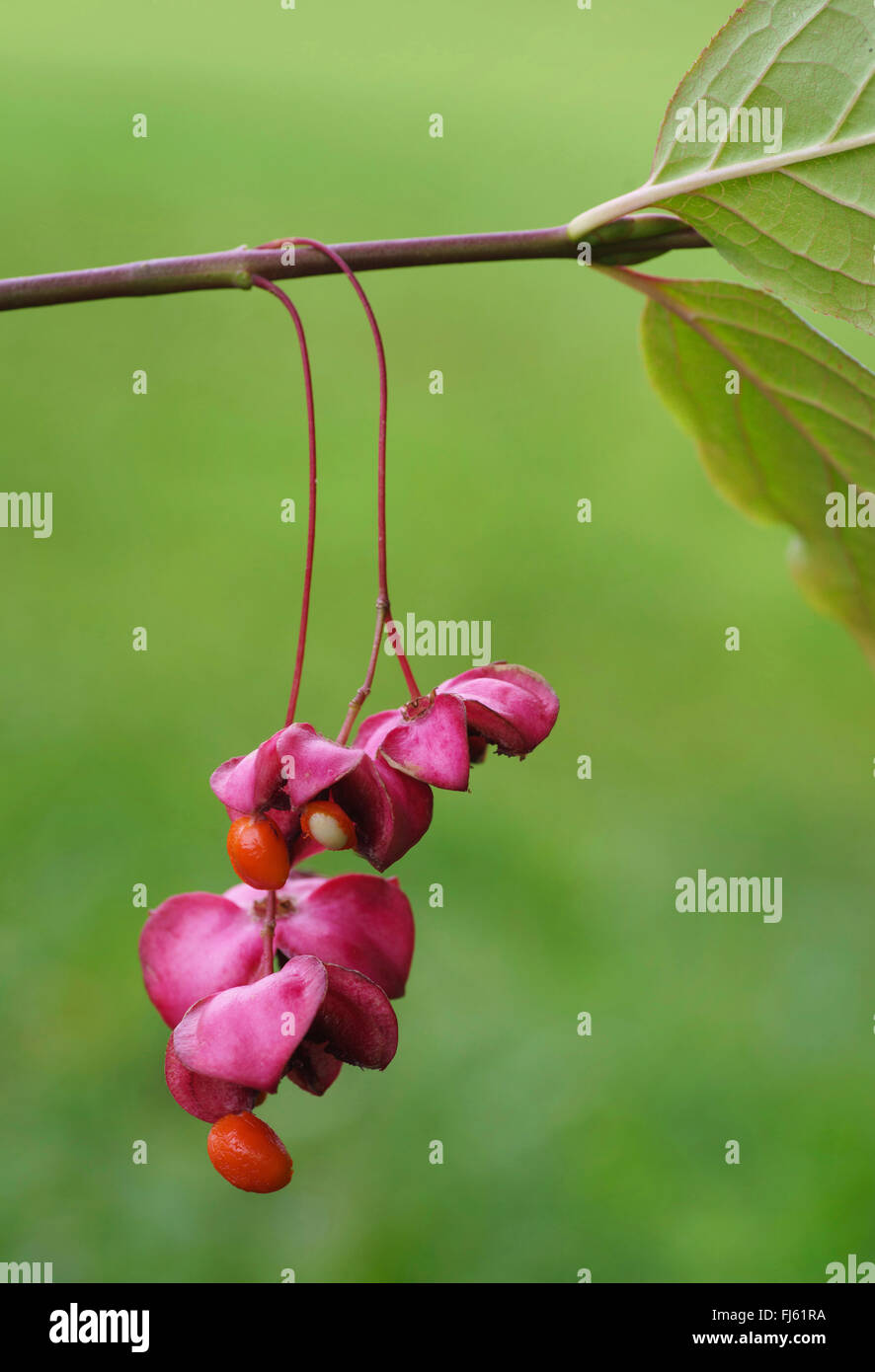 European spindle-tree (Euonymus europaea, Euonymus europaeus), fruiting ...
