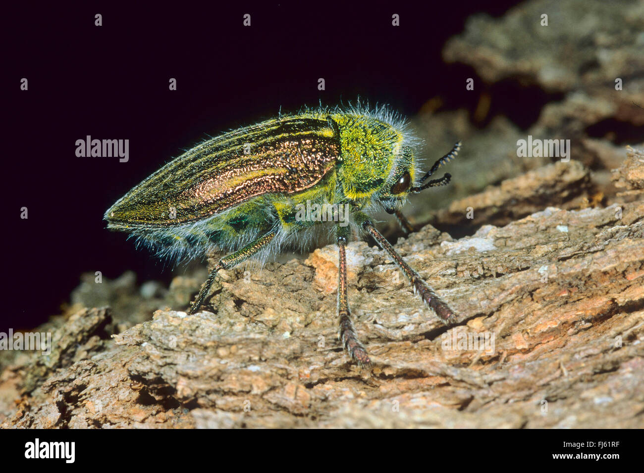 Julodis pubescens hi-res stock photography and images - Alamy