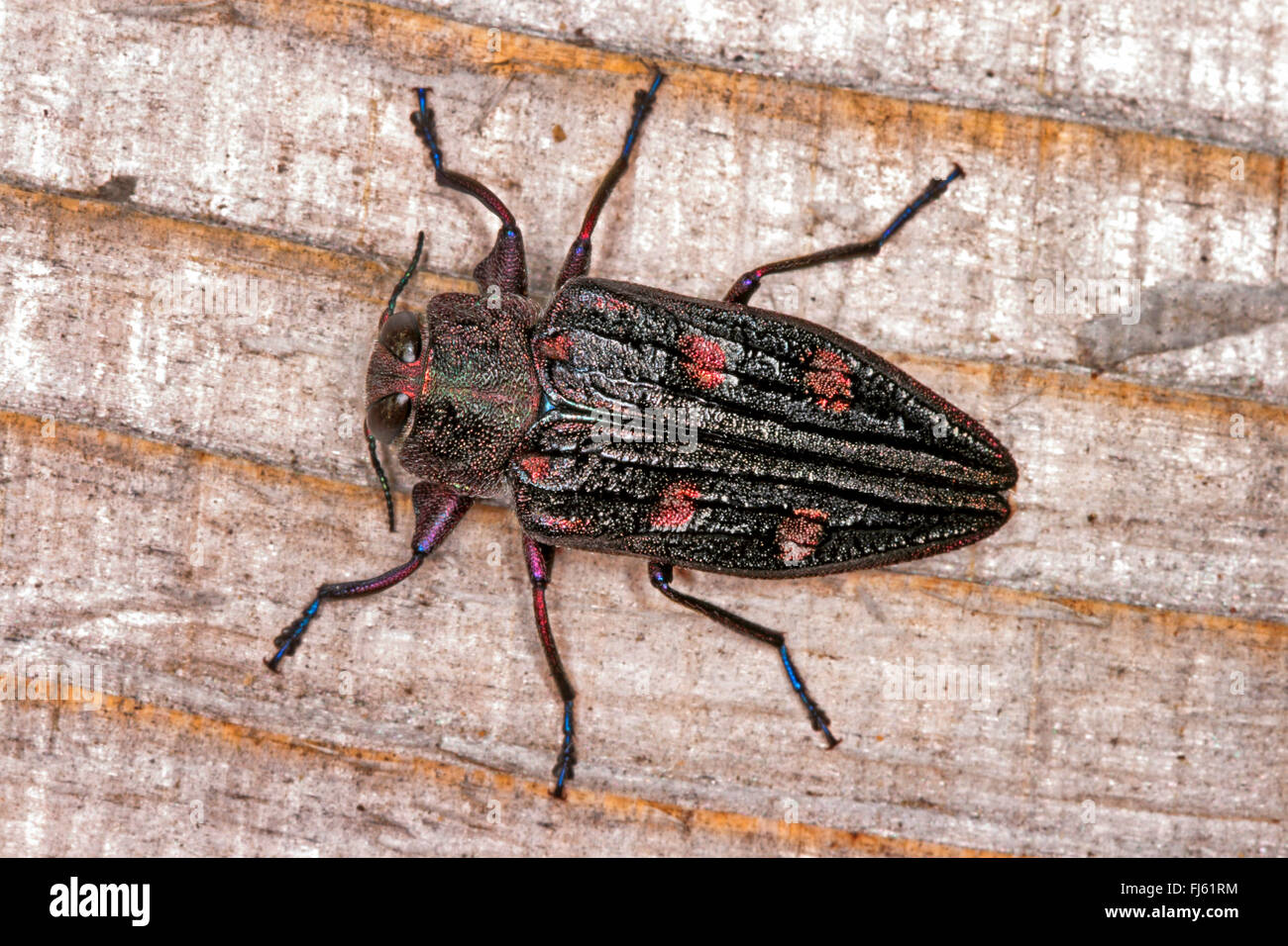 Flatheaded borer (Chrysobothris chrysostigma), on wood, Germany Stock ...