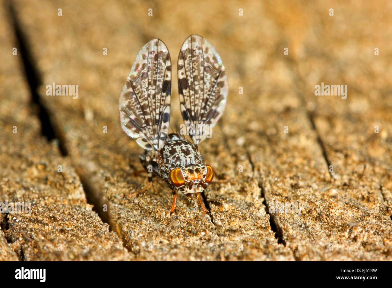 Peacock Fly, Peacock-Fly (Callopistromyia annulipes), male with typical ...