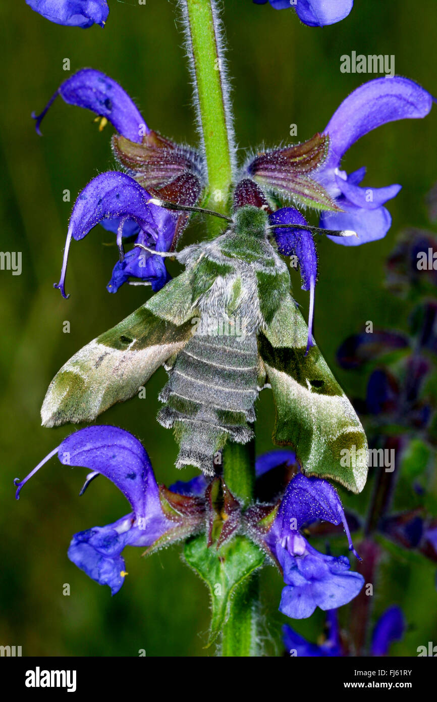 willowherb hawkmoth, Curzon's sphinx moth (Proserpinus proserpina), on ...