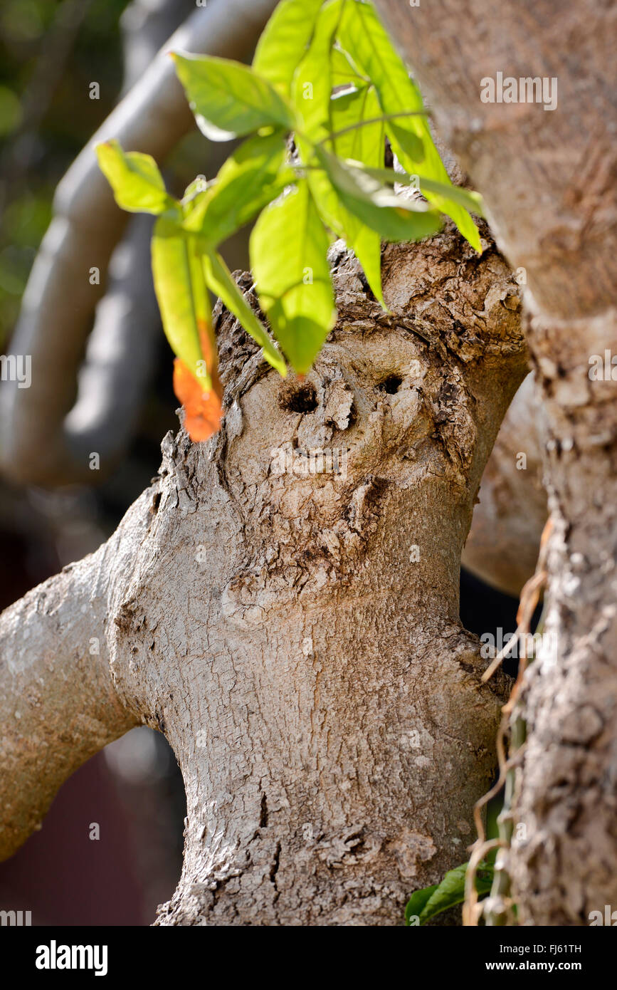 Face on a tree trunk hi-res stock photography and images - Alamy