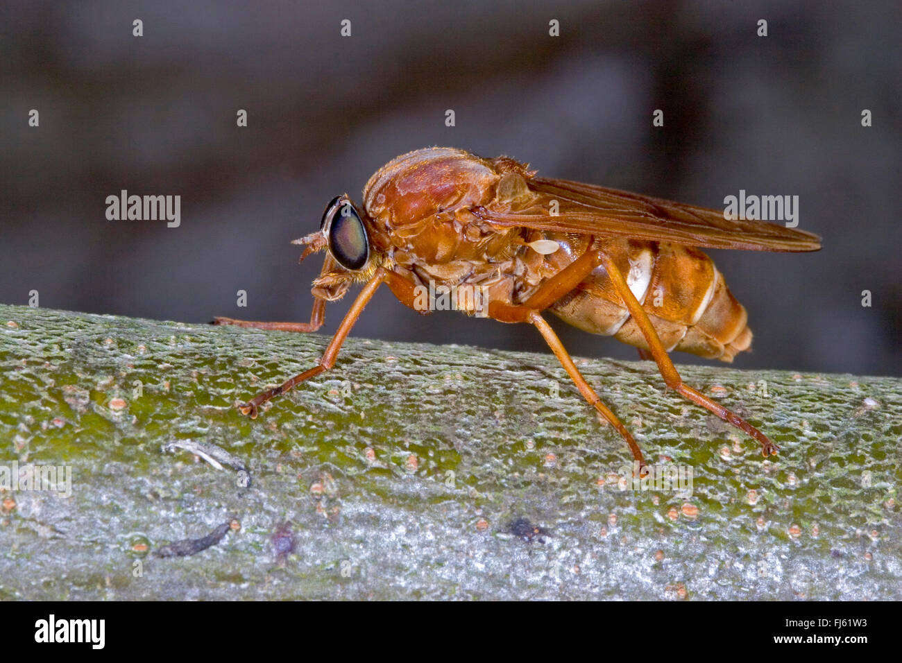 stink fly (Coenomyia ferruginea), on a twig, Germany Stock Photo - Alamy