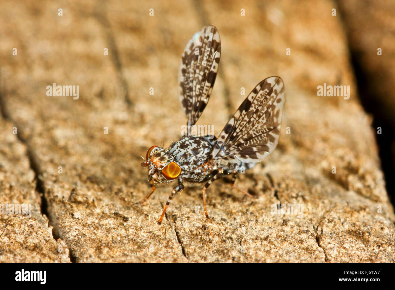 Peacock Fly, Peacock-Fly (Callopistromyia annulipes), male with typical ...