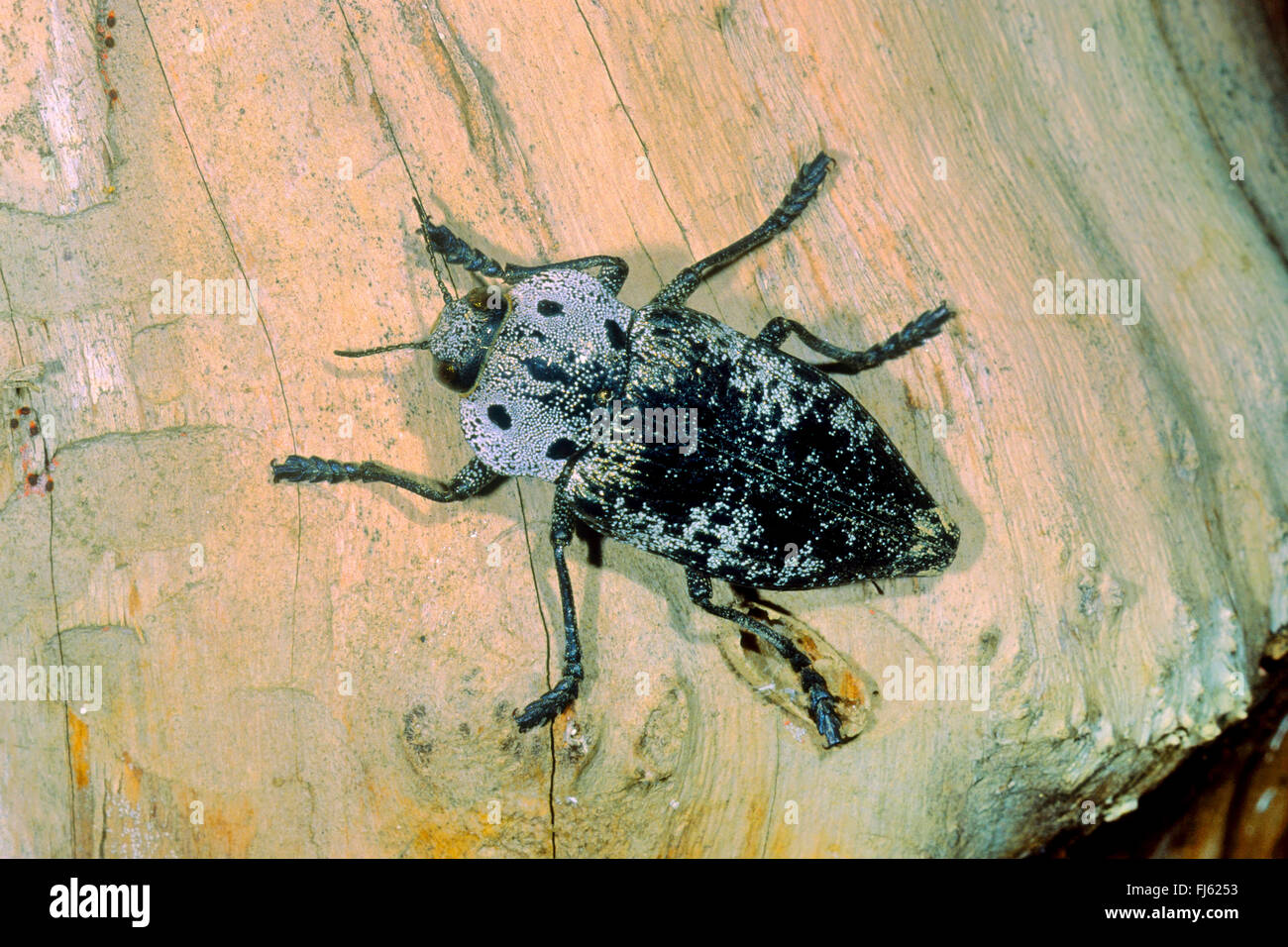 Peach Rootborer, Metallic Wood Boring Beetle (Capnodis tenebrionis), on ...