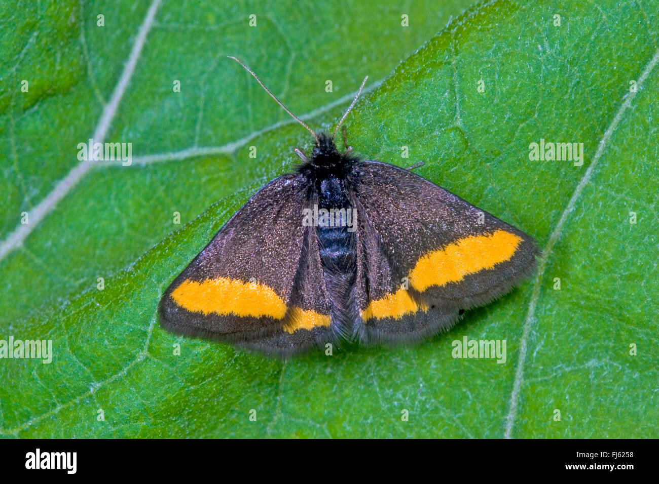 Geometridae hi-res stock photography and images - Alamy