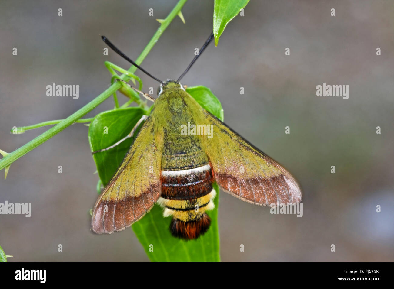 Olive leaf moth hi-res stock photography and images - Alamy